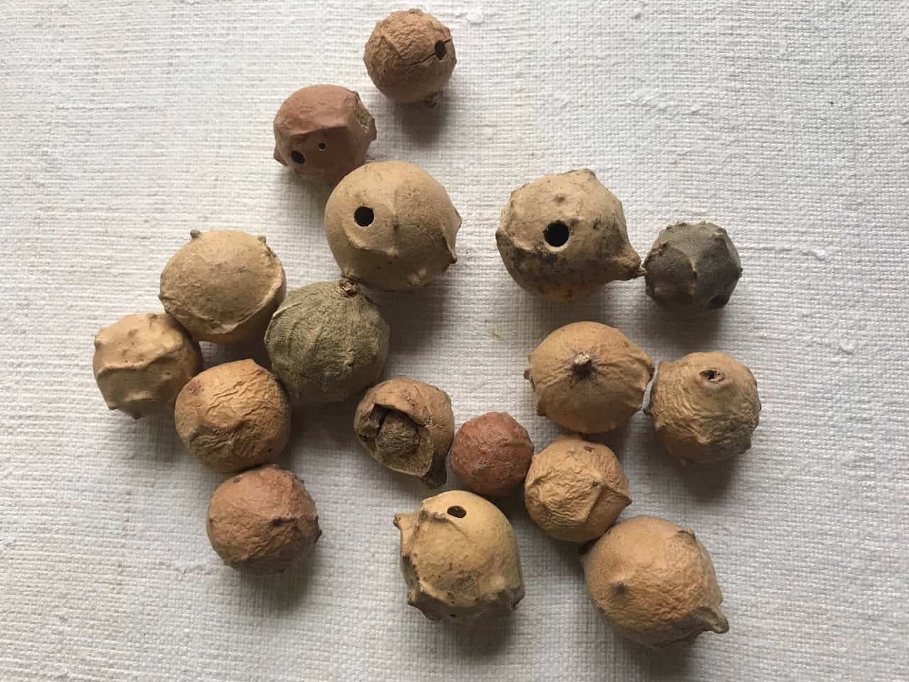 Botanical Colors Natural Dye Glossary - Botanical Colors