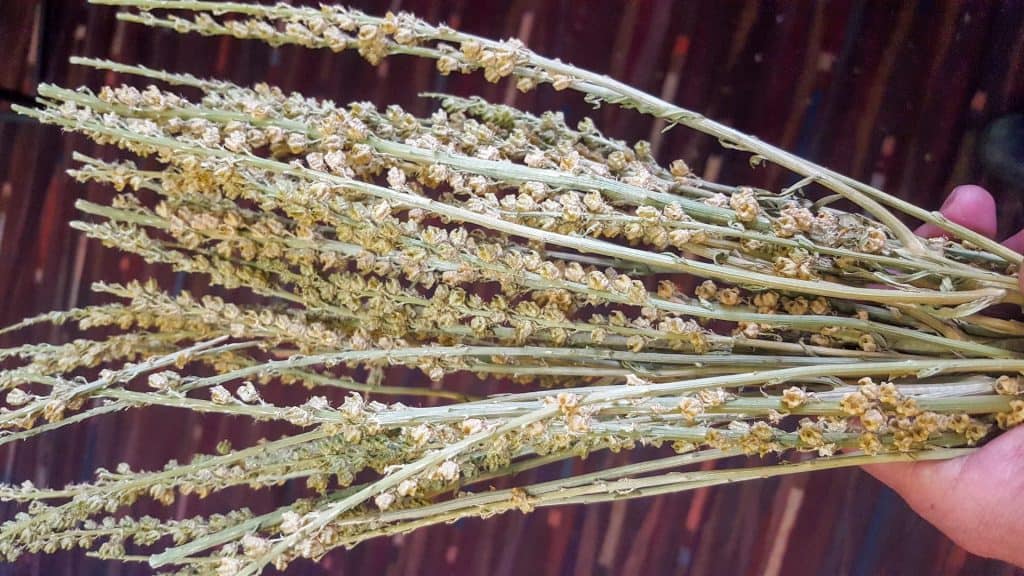 Dried Weld Flowers - Botanical Colors