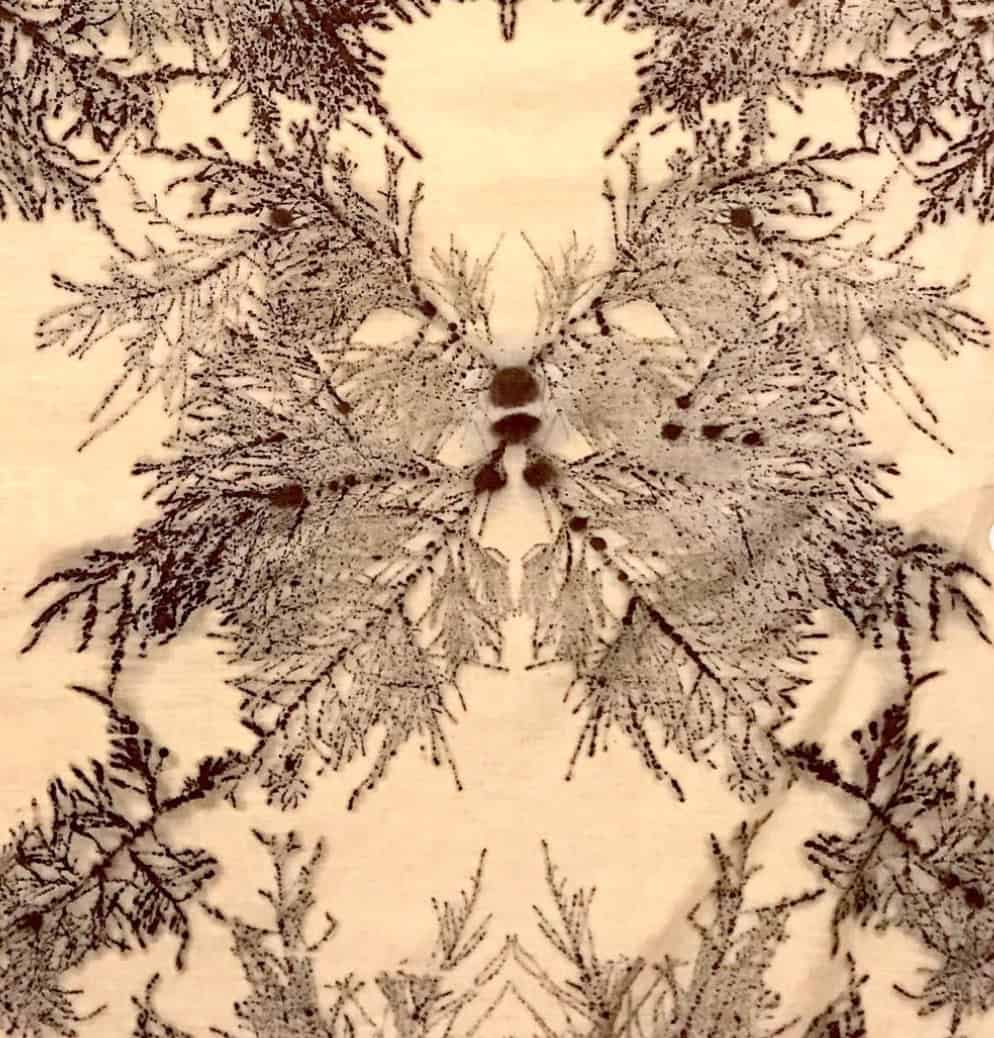 Video From LIVE FEEDBACK FRIDAY: Botanical Printer Irit Dulman - Botanical Colors