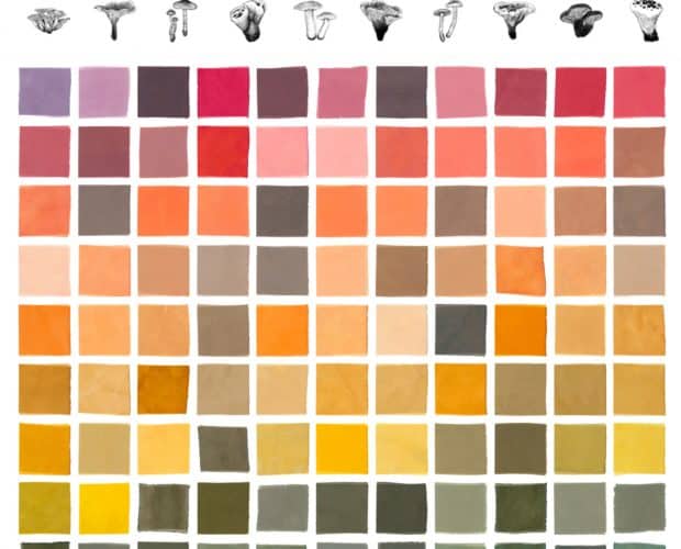 Natural Dyes Archives - Botanical Colors