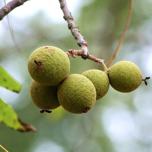 MORDANT MONDAY: If It's Tannin Rich Do You Need Mordant? - Botanical Colors