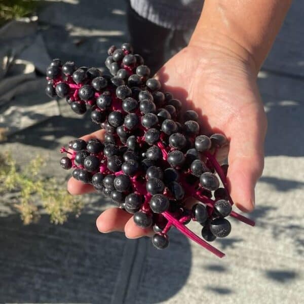 Mordant Monday: Dyeing without a mordant - Botanical Colors